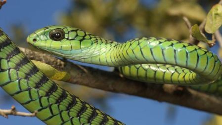 Nat Geo Wild - World's Deadliest Snakes (World's Deadliest Snakes ...