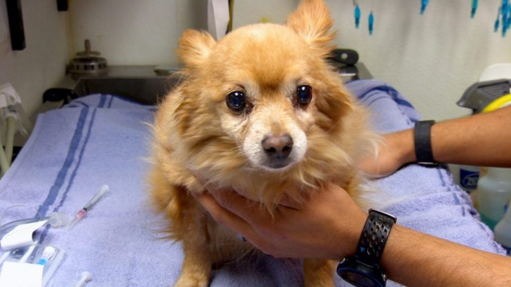 Discovery Science - Dr. Jeff: Rocky Mountain Vet - Season 2 - Sat 23 ...